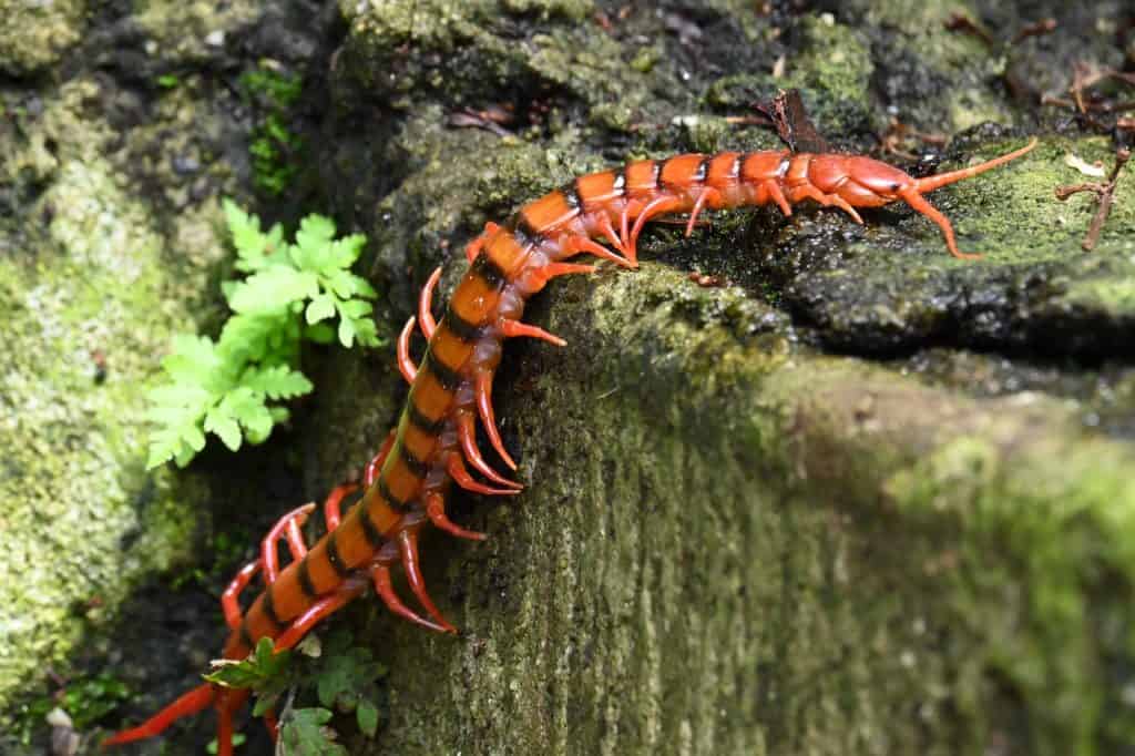 4 Interesting Facts About Texas Home Centipedes Pest Control Can Help