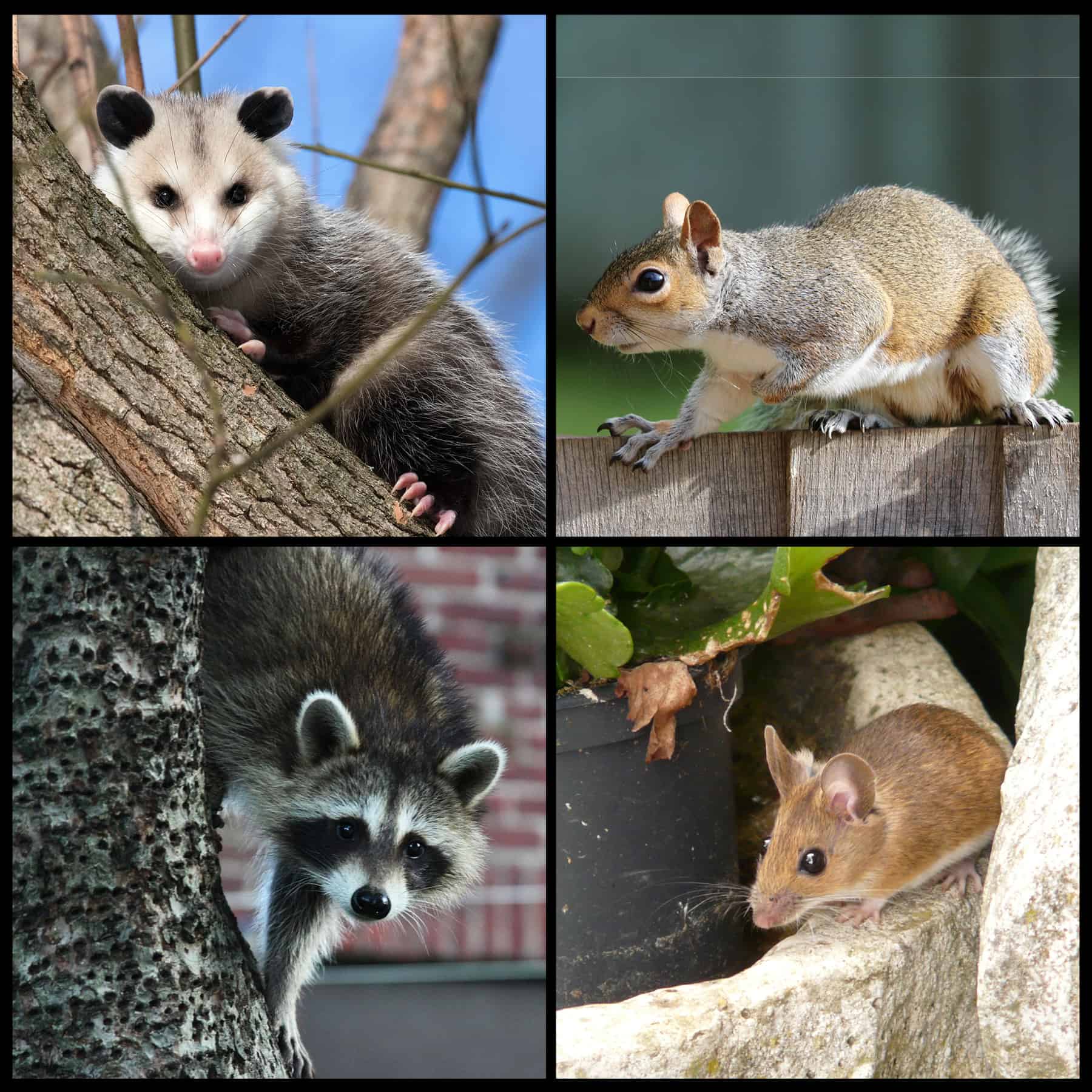 Certified Pest Control Frisco TX, Plano TX and Dallas Texas Area