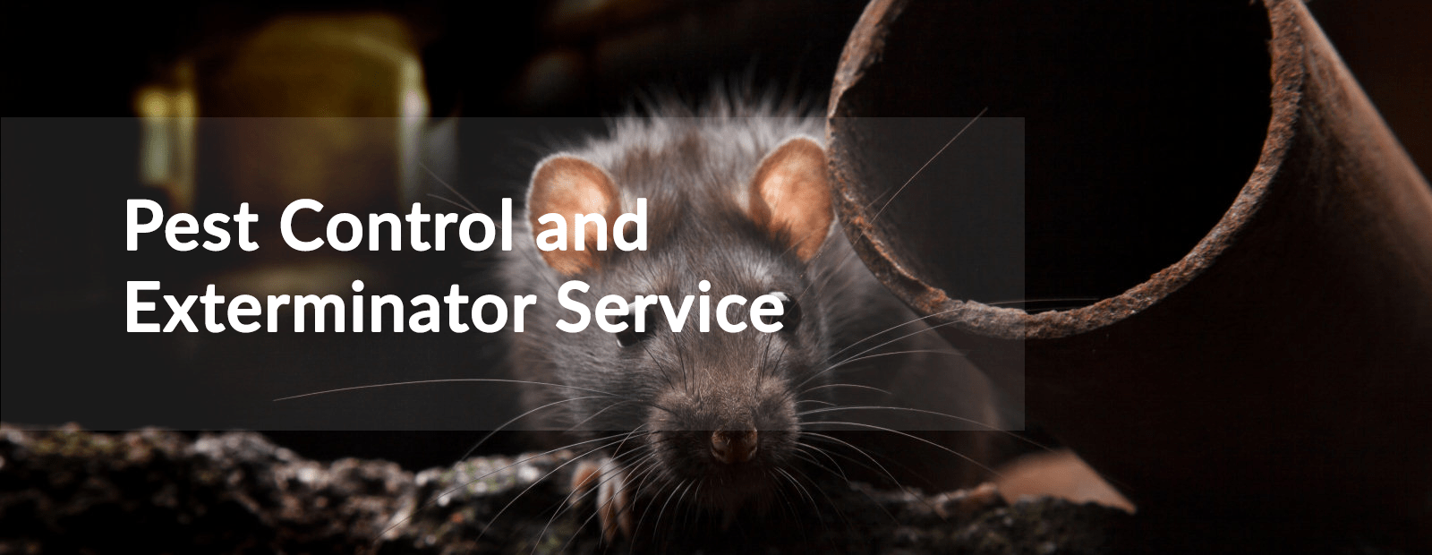 Five Professional Tips for Rodent Control in Your Home